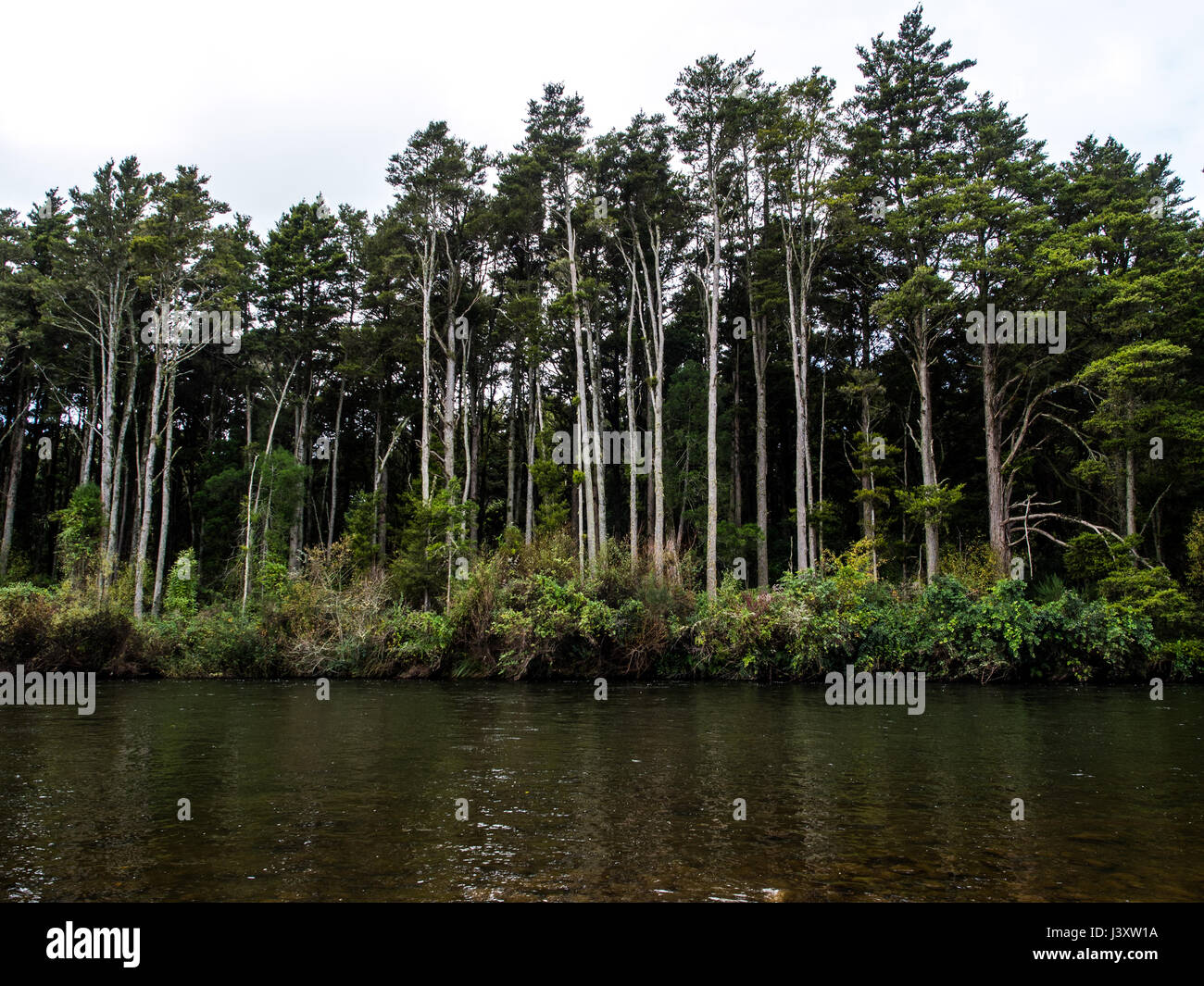 Podocarpus totara hi-res stock photography and images - Alamy