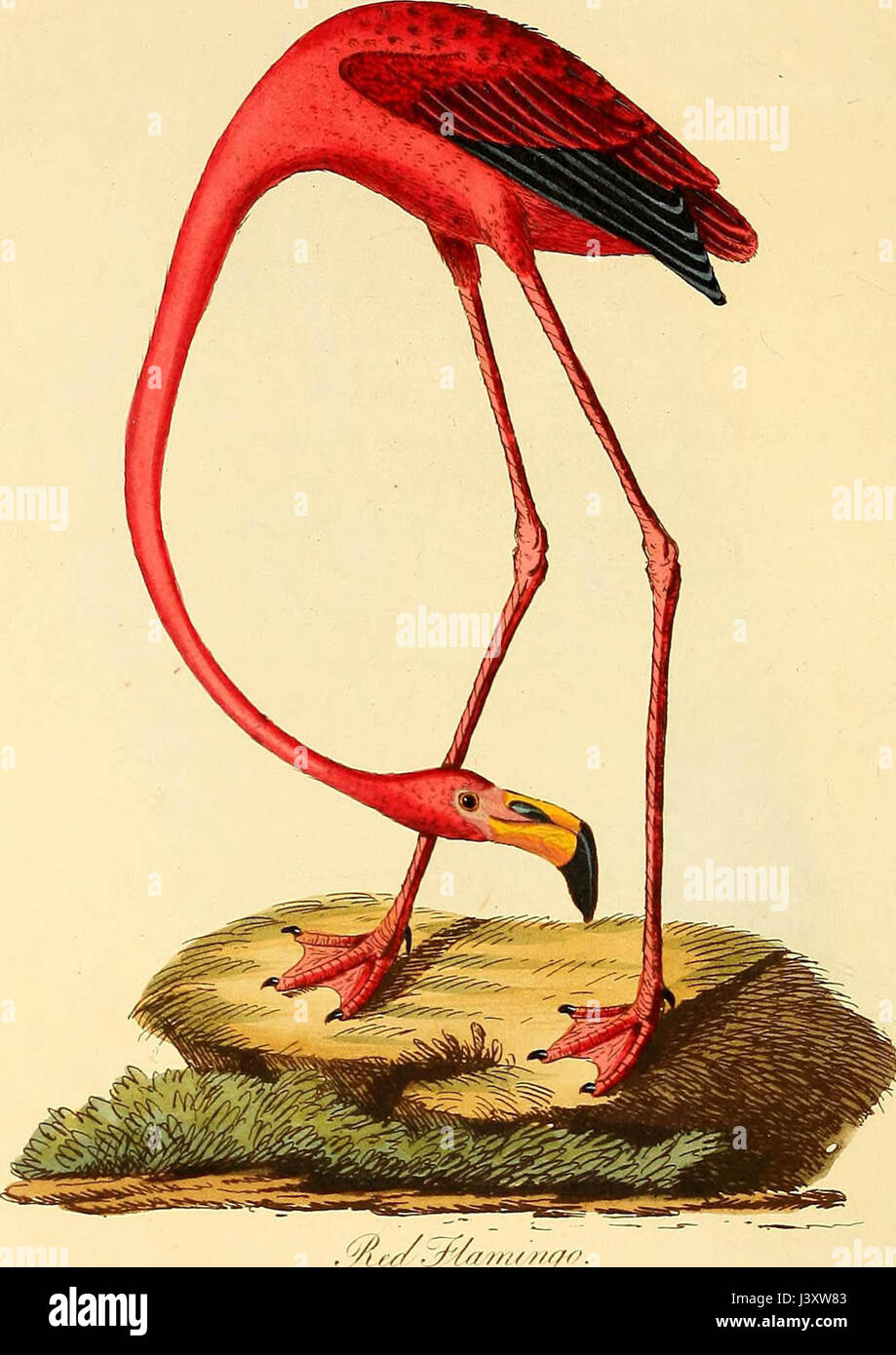 "A general history of birds" (1821 Stock Photo - Alamy