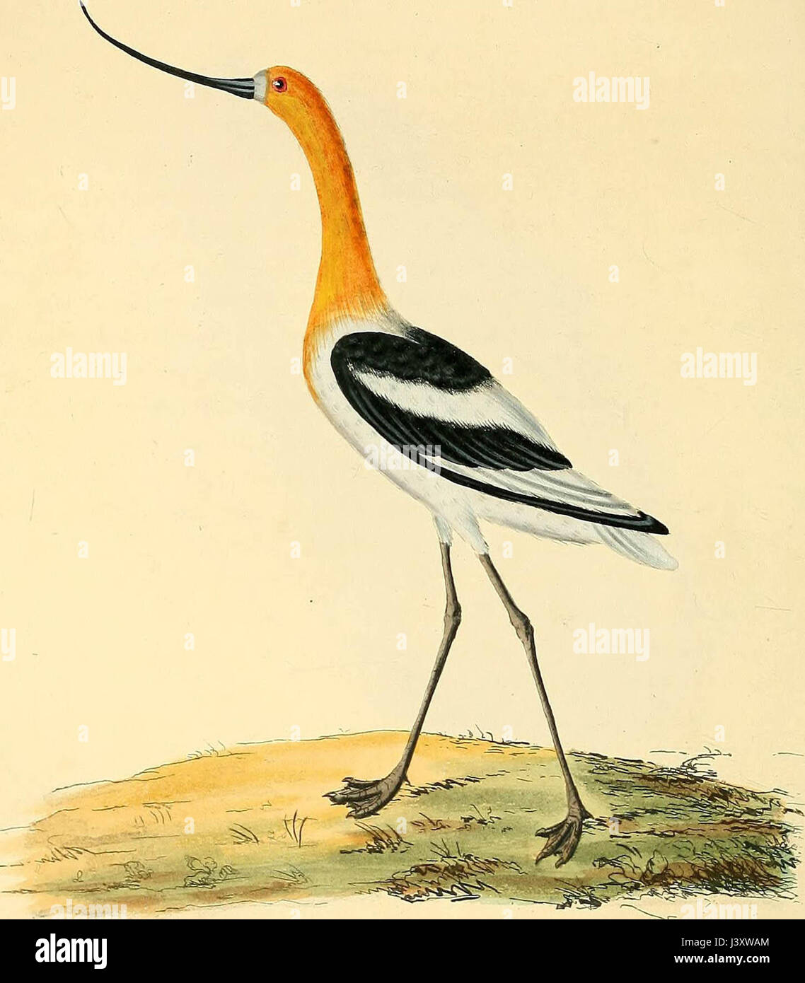 "A general history of birds" (1821 Stock Photo - Alamy