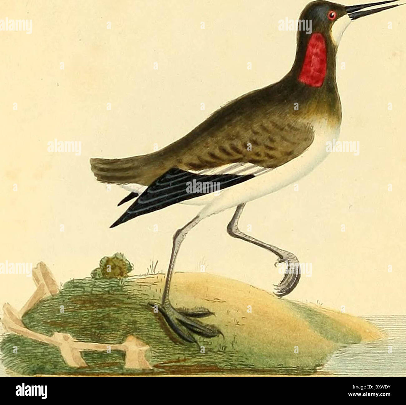 "A general history of birds" (1821 Stock Photo - Alamy