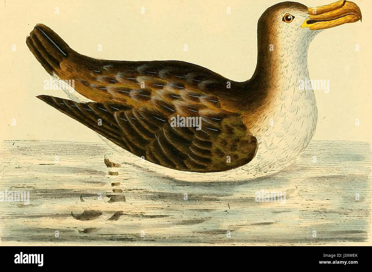 "A general history of birds" (1821 Stock Photo - Alamy