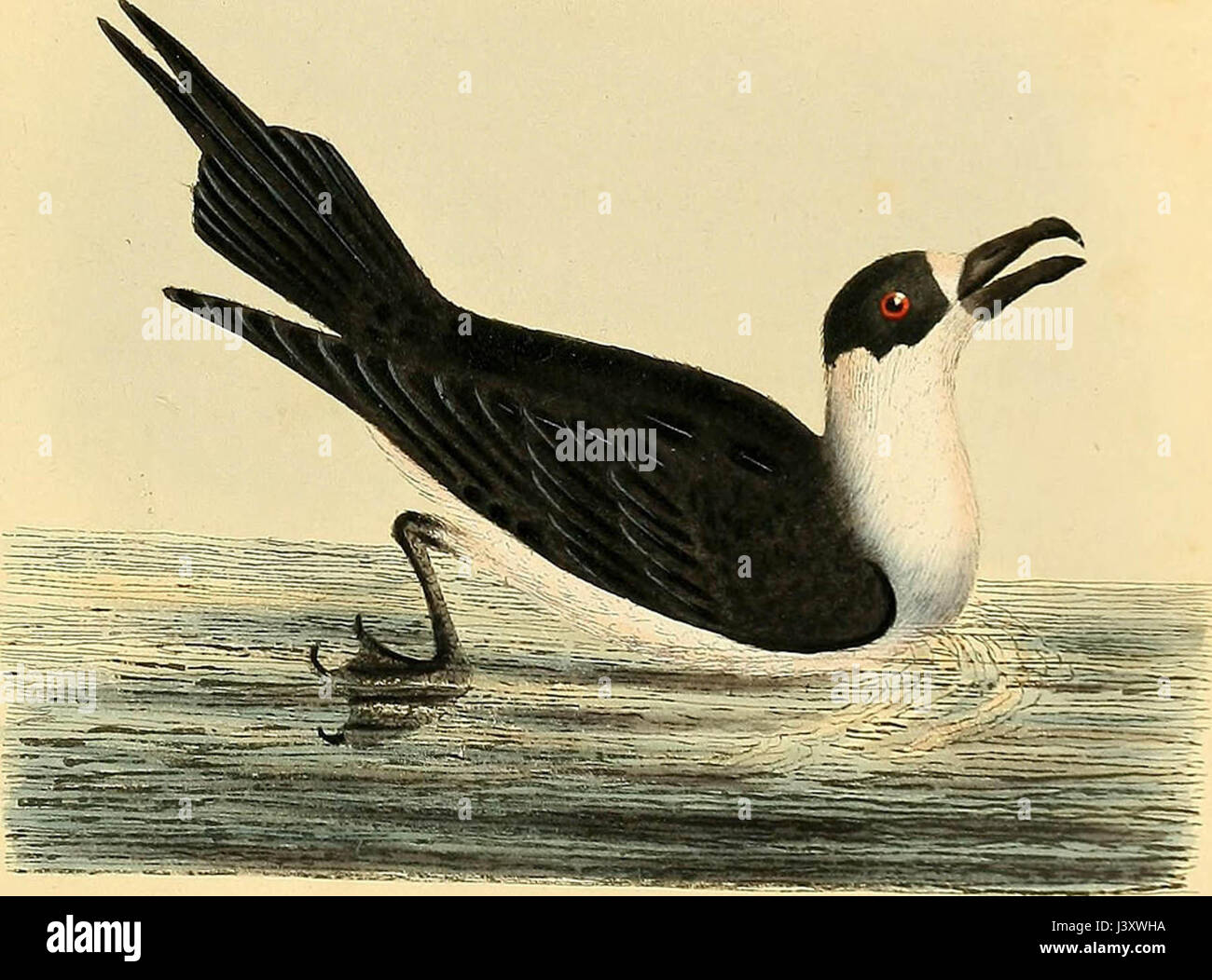 "A general history of birds" (1821 Stock Photo - Alamy