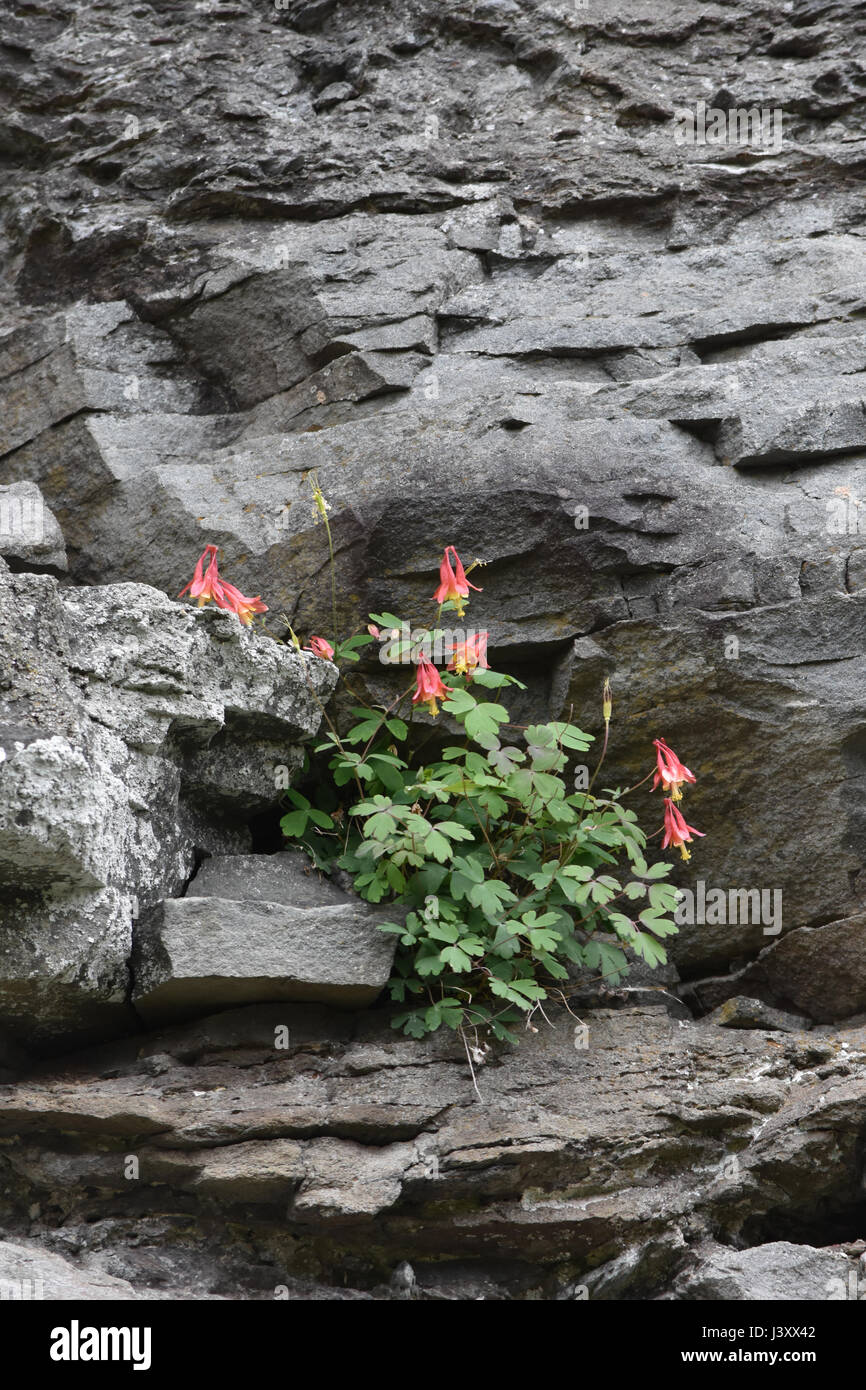 Wild columbine plant on rock ledge Stock Photo - Alamy