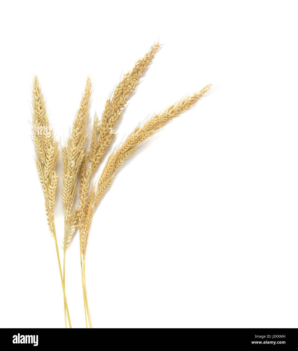 Wheat flower Cut Out Stock Images & Pictures - Alamy