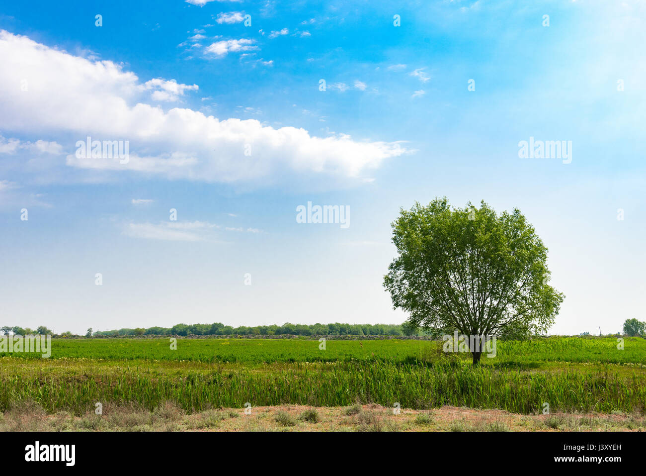 Lonely green tree in farm field, rural landscape Stock Photo - Alamy