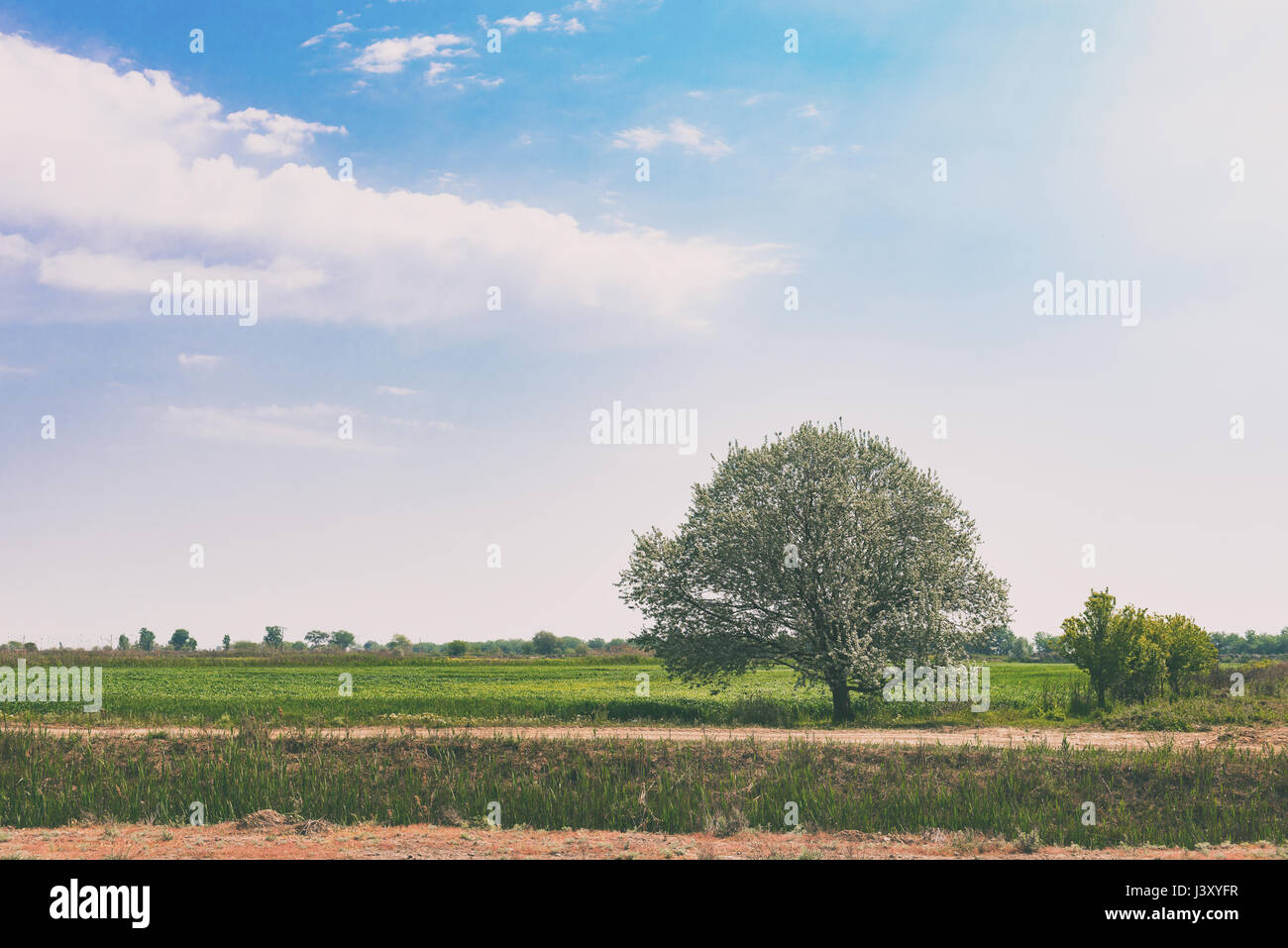 Single tree landscape hi-res stock photography and images - Alamy