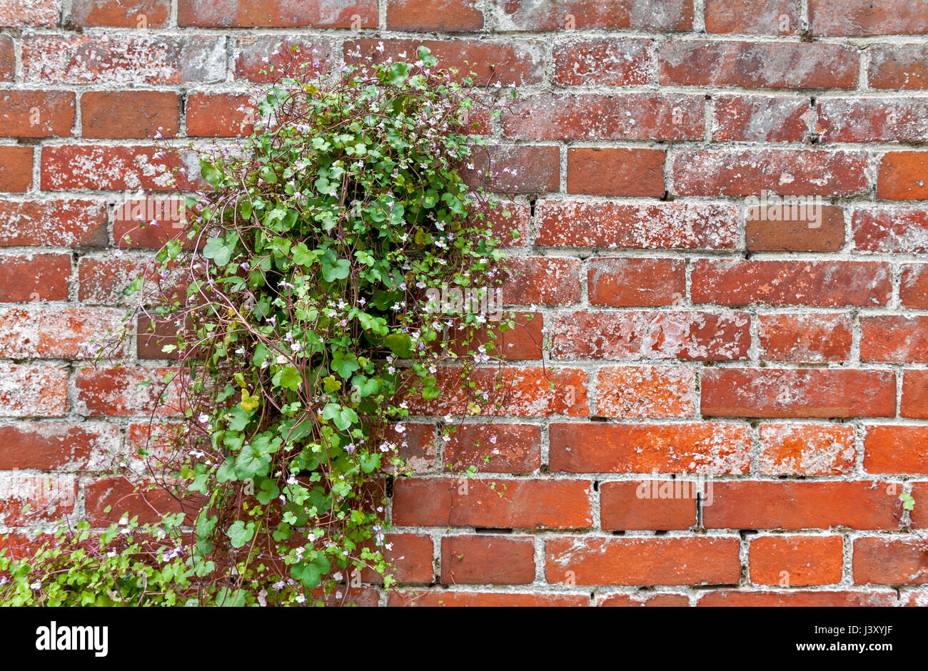 Plant with flowers on brick wall texture background Stock Photo - Alamy