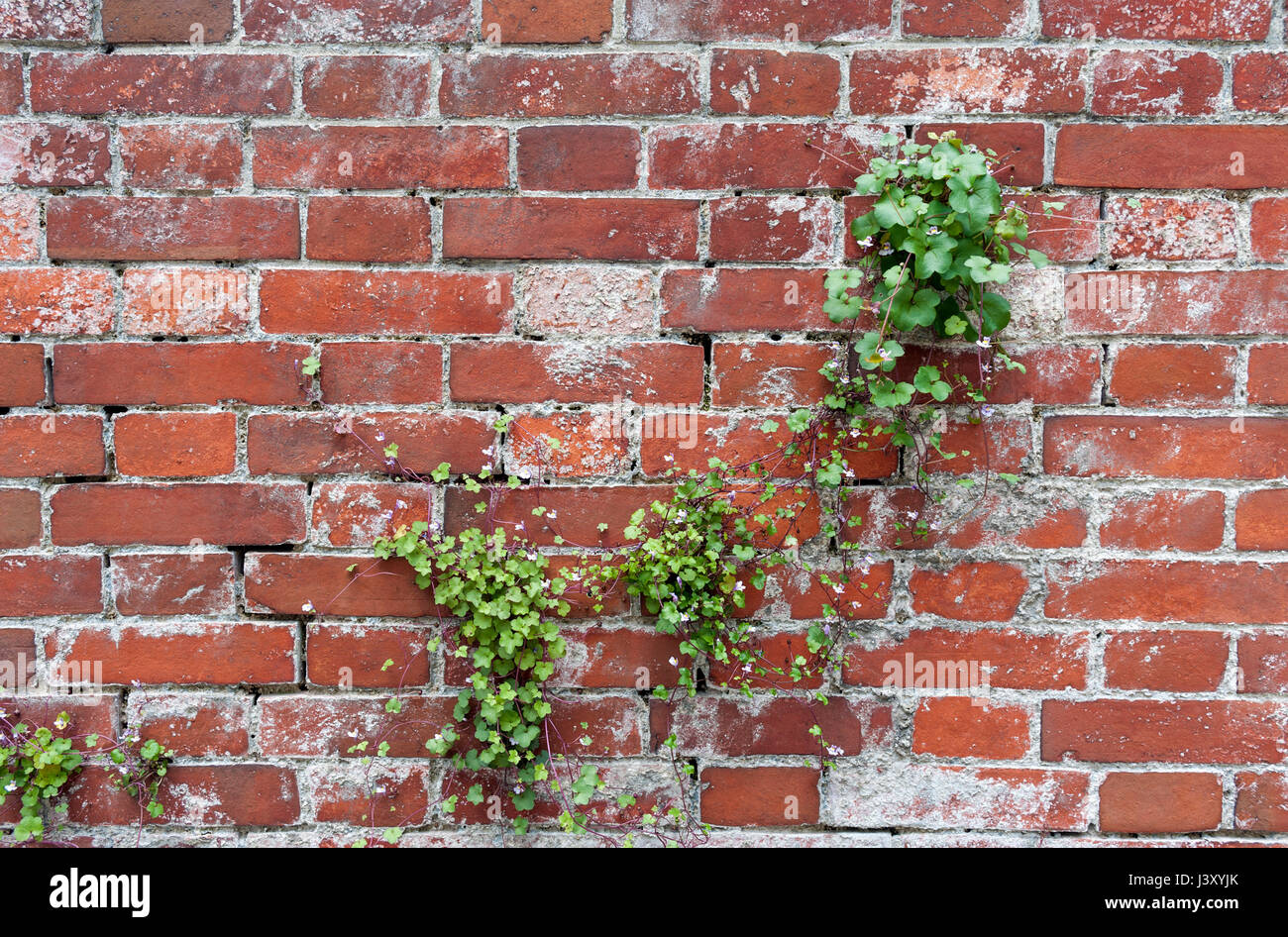Plant with flowers on brick wall texture background Stock Photo - Alamy