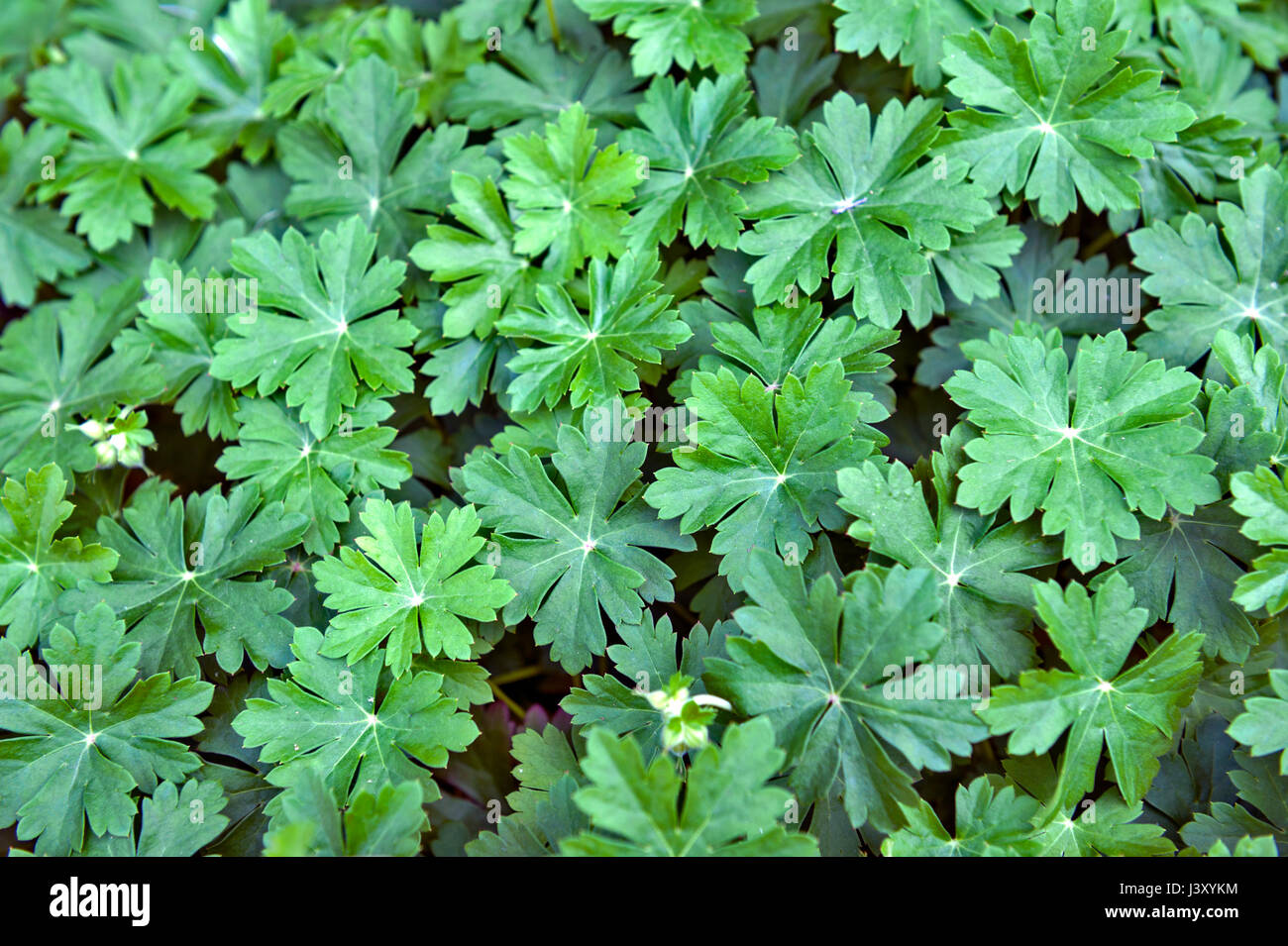 Green Geranium leaves texture background Stock Photo - Alamy
