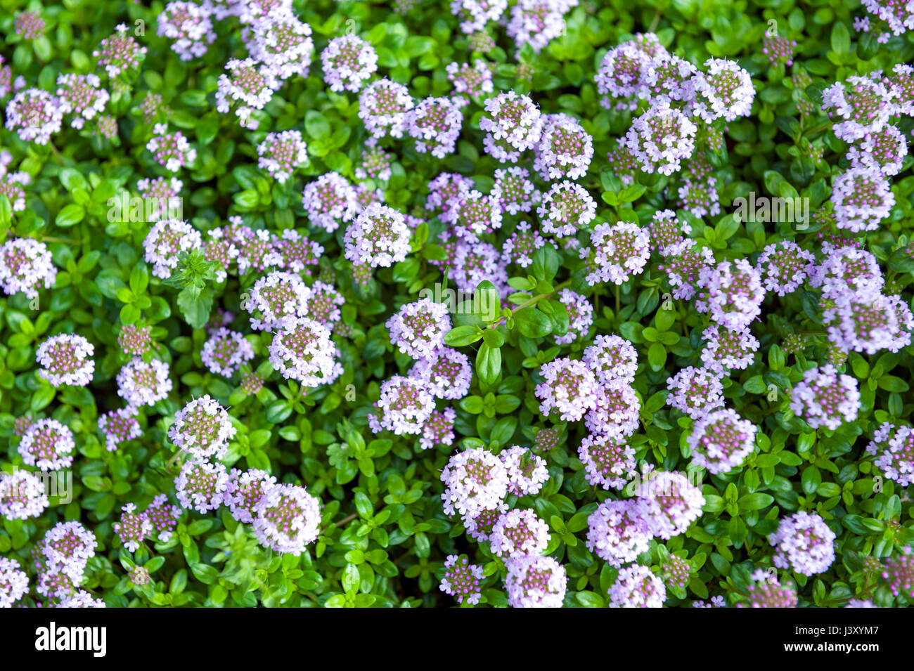 Thyme flowers and leaves in garden during blossom season Stock Photo ...