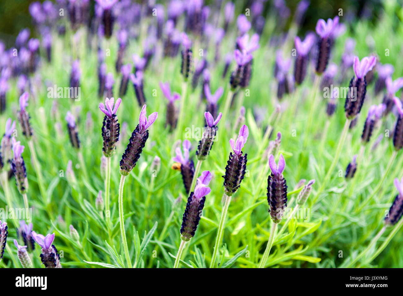 Purple Monet Dentate Lavender during its blossom in garden Stock Photo ...