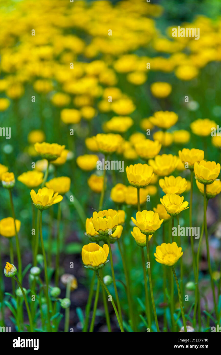 Yellow Buttercup flowers (Ranunculus) growing in the garden Stock Photo ...