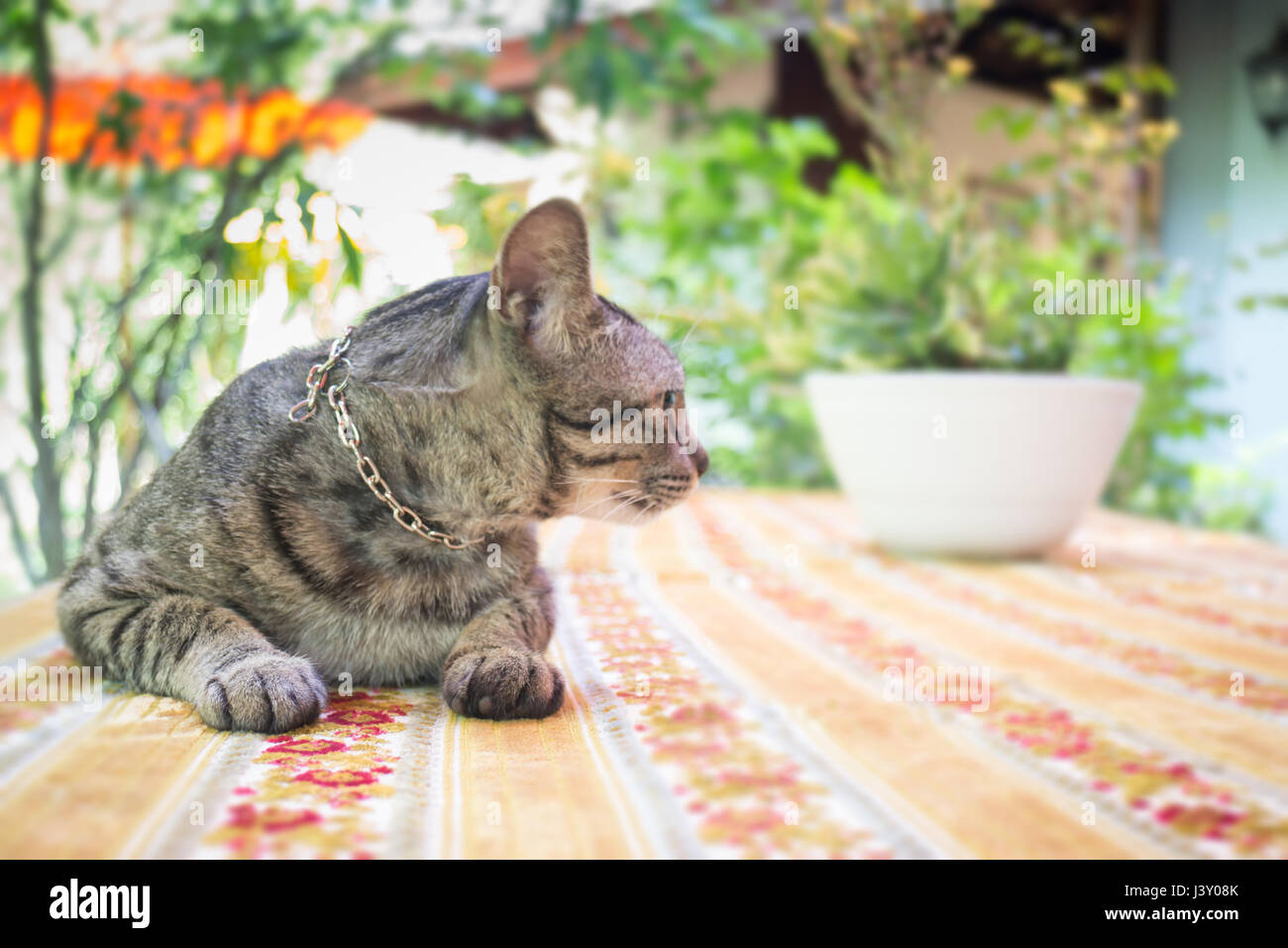 Cat Chilling Out On Dinner Table, stock photo Stock Photo - Alamy