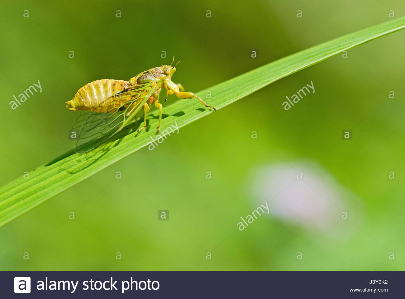Cicadas Flying High Resolution Stock Photography and Images - Alamy