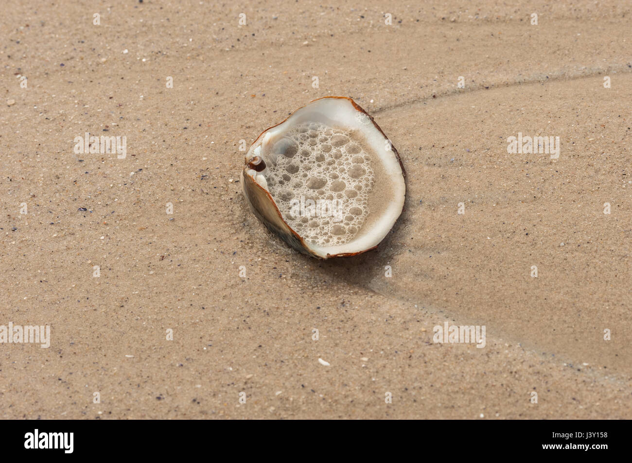 Empty clam shell on the beach, seawater bubbles Stock Photo - Alamy