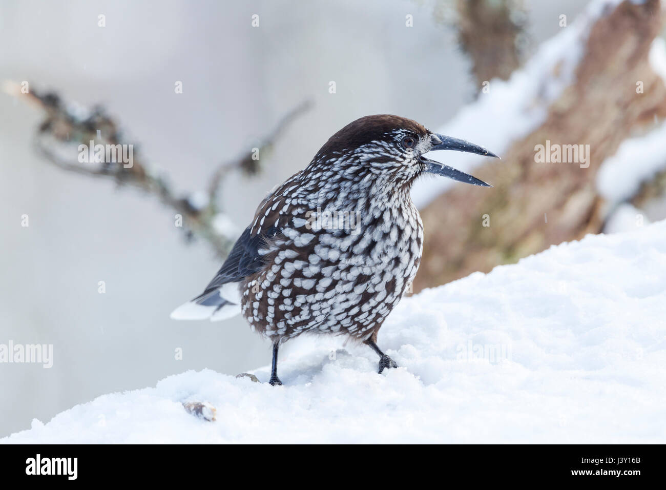 Eurasian nutcracker hi-res stock photography and images - Alamy