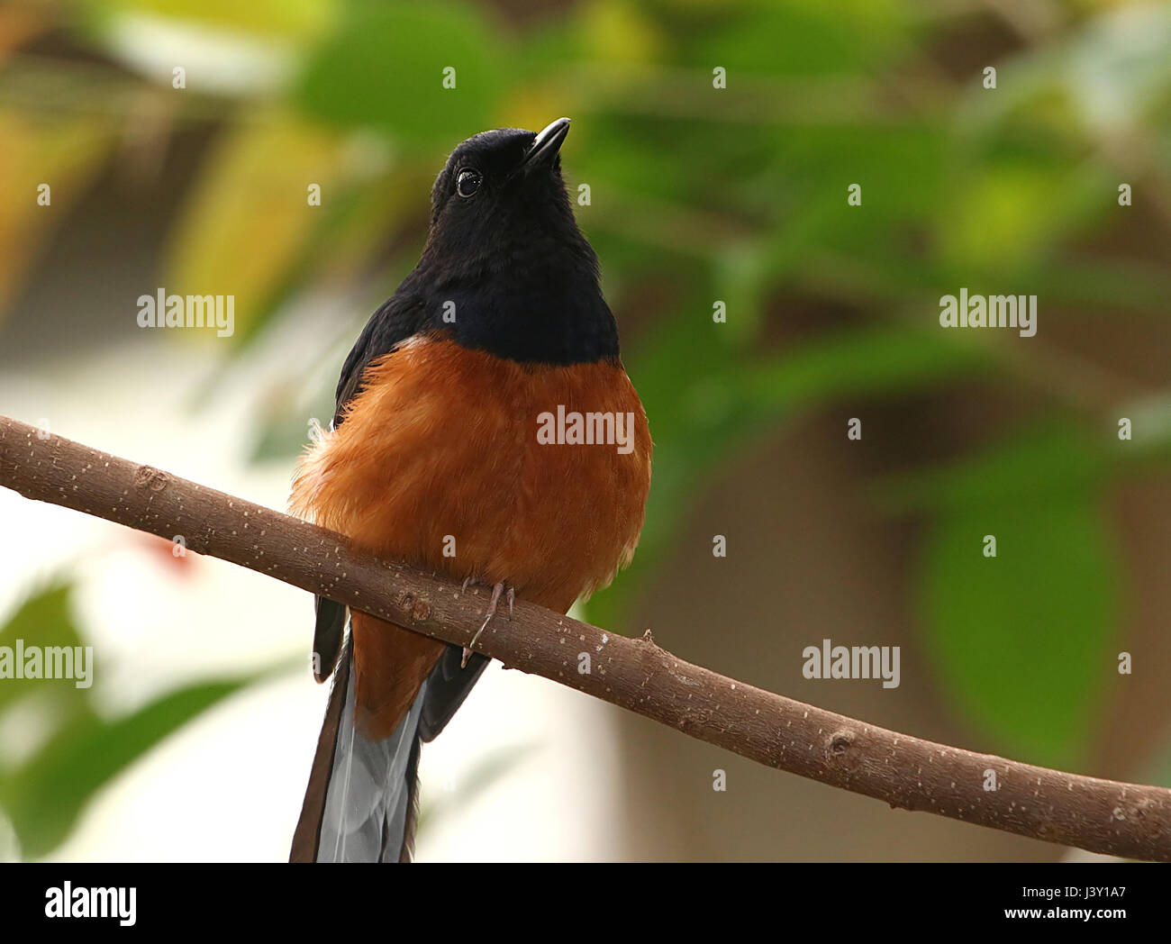 Male Southeast Asian White-rumped Shama bird (Copsychus malabaricus ...
