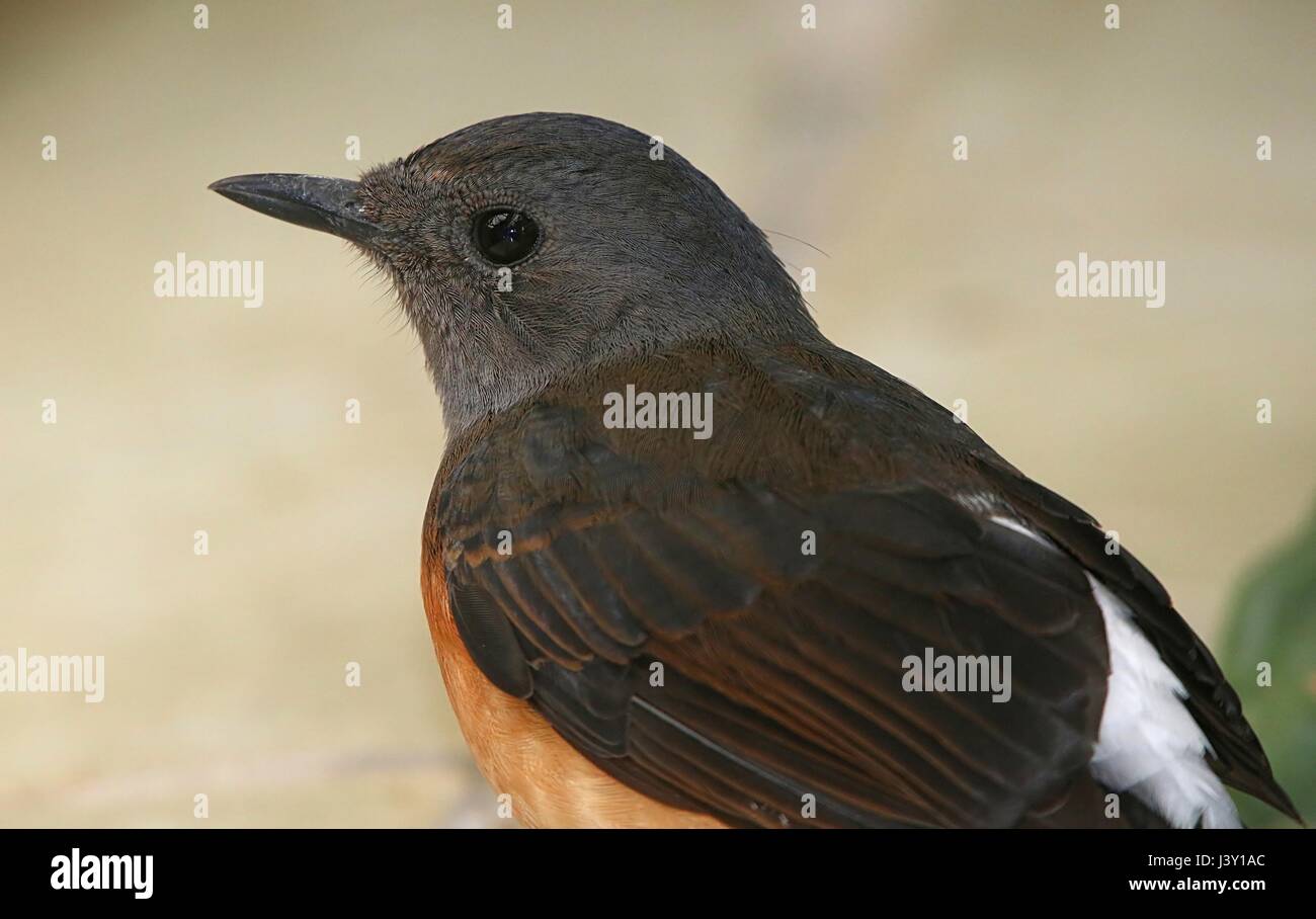 Shama bird hi-res stock photography and images - Alamy