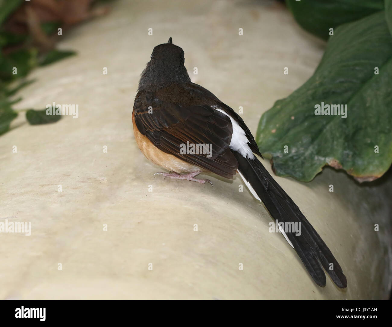 Shama bird hi-res stock photography and images - Alamy