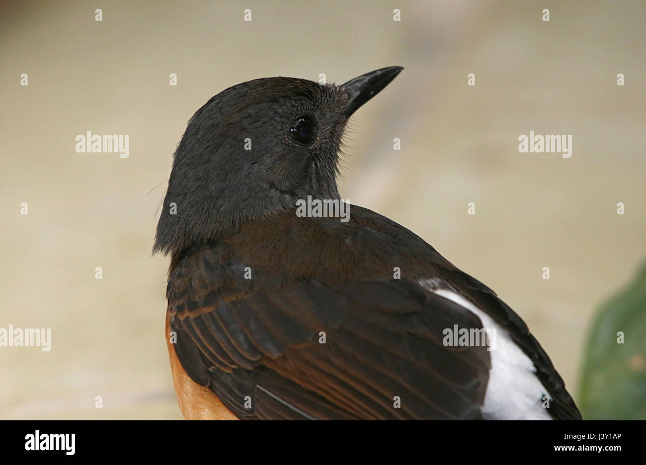 Female Southeast Asian White-rumped Shama bird (Copsychus malabaricus ...