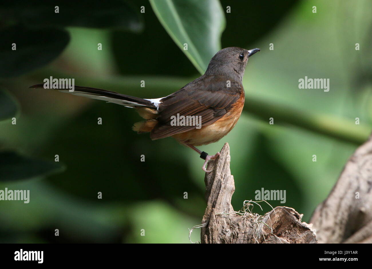 Shama bird hi-res stock photography and images - Alamy