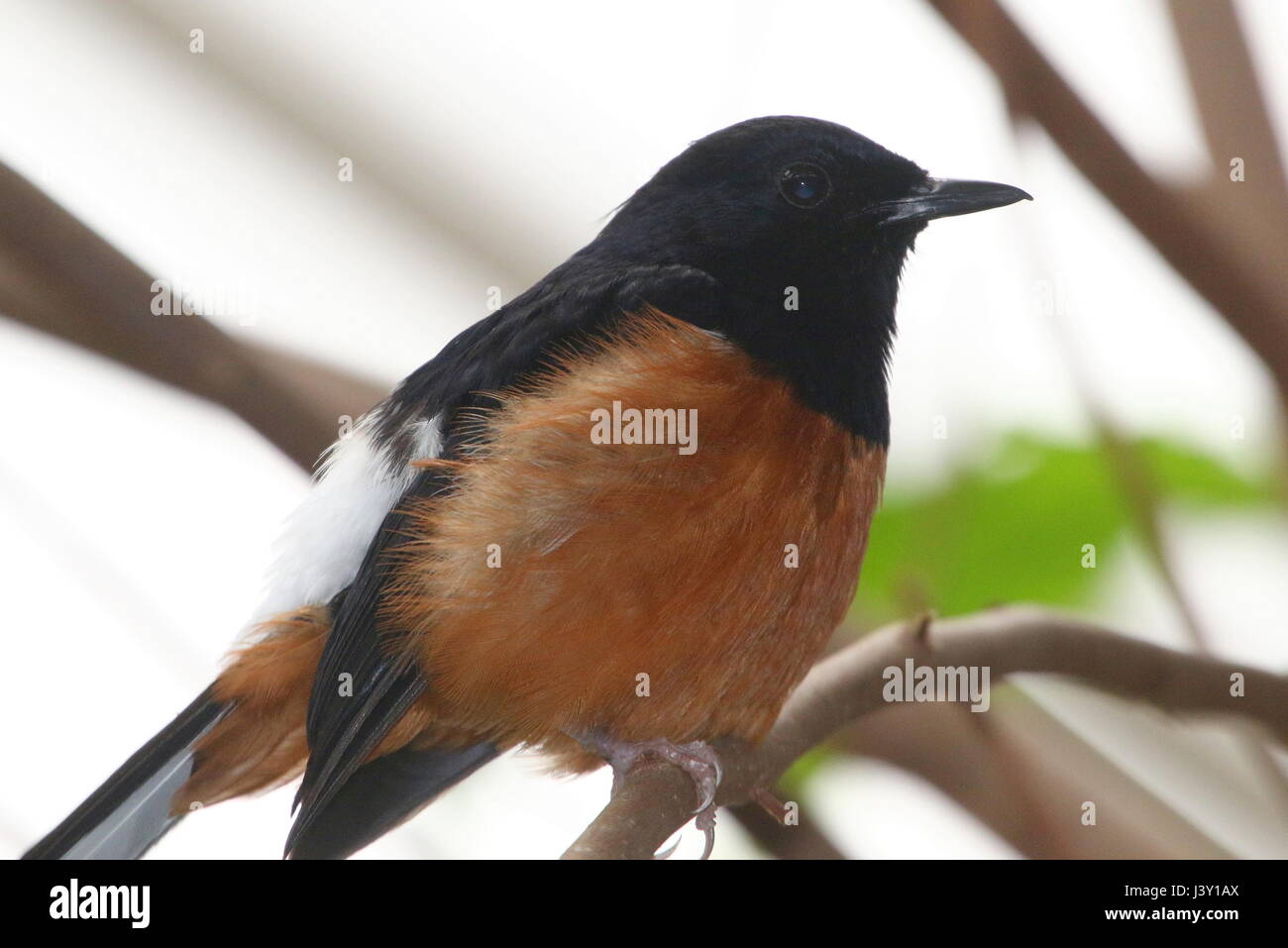 Male Southeast Asian White-rumped Shama bird (Copsychus malabaricus ...