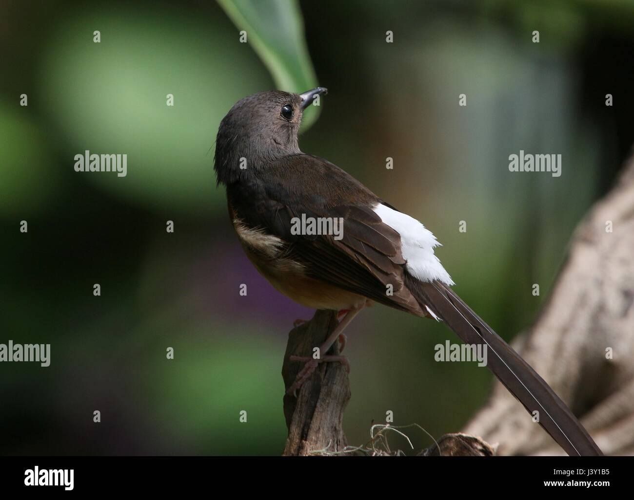 Shama bird hi-res stock photography and images - Alamy