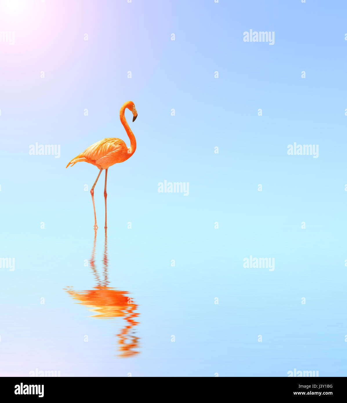 Flamingo on blue water on sunny sky background with reflection in water ...