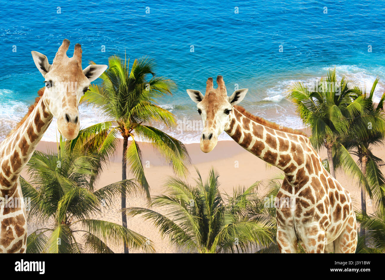 Two giraffes, palm trees, ocean waves and sand beach. Summer day Stock ...