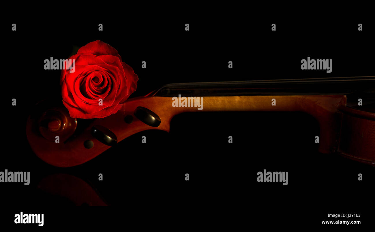 Violin with red rose Stock Photo - Alamy
