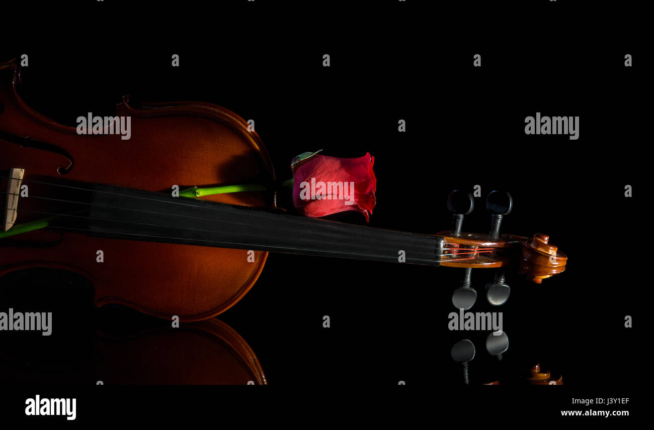 Violin music instrument rose hi-res stock photography and images - Alamy