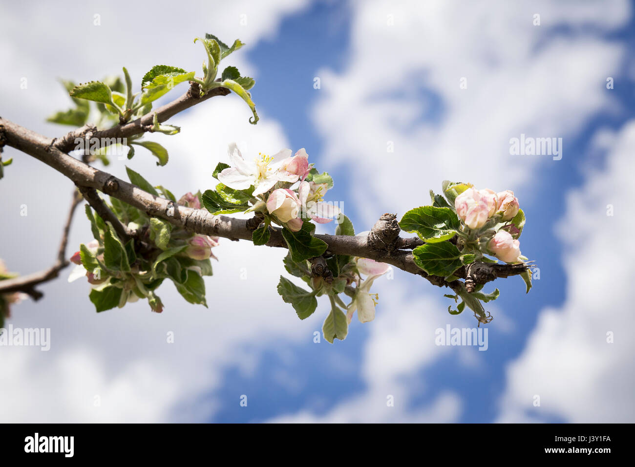 Apple branch with various flowers and clouds background Stock Photo - Alamy