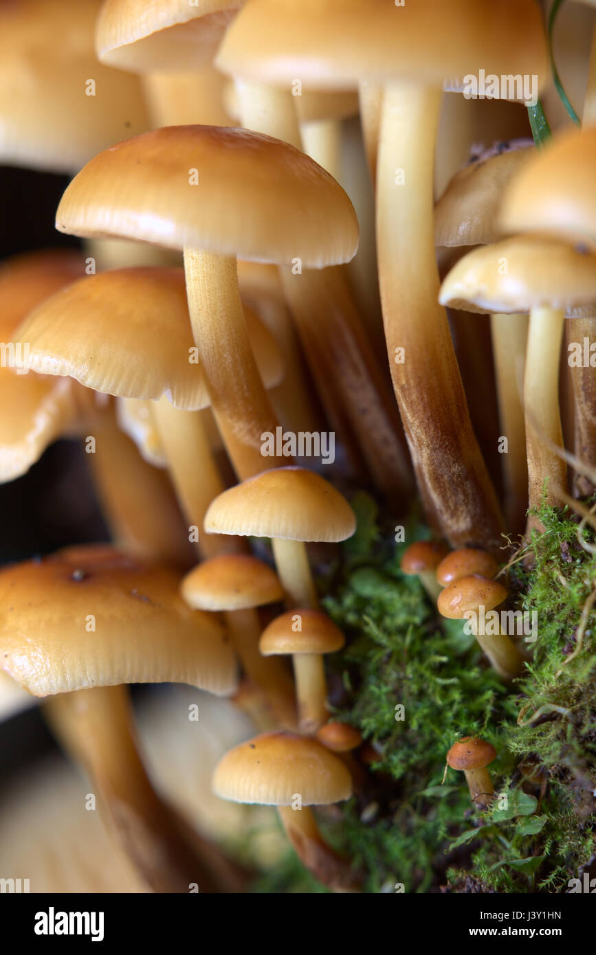Flammulina velutipes, also known as the winter mushroom Stock Photo - Alamy