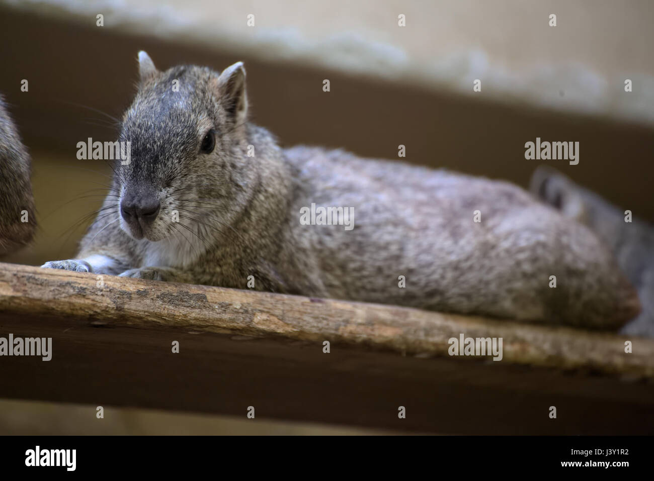 Kerodon rupestris hi-res stock photography and images - Alamy