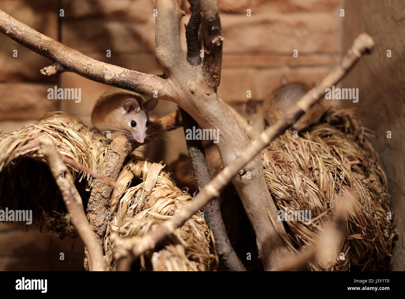 Eastern spiny mice (Acomys dimidiatus) on straw Stock Photo - Alamy
