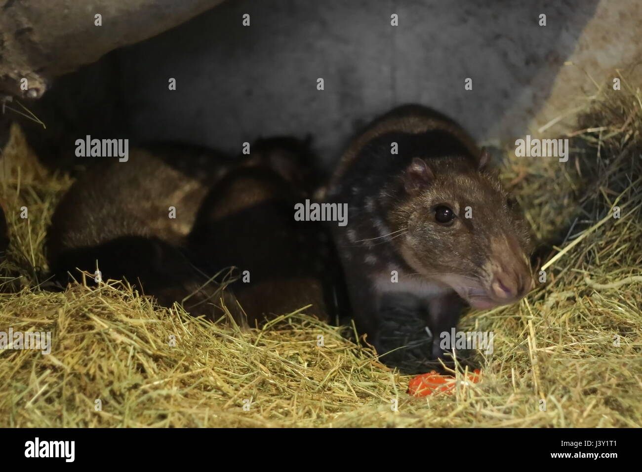 Lowland paca (Cuniculus paca) on straw ground Stock Photo - Alamy
