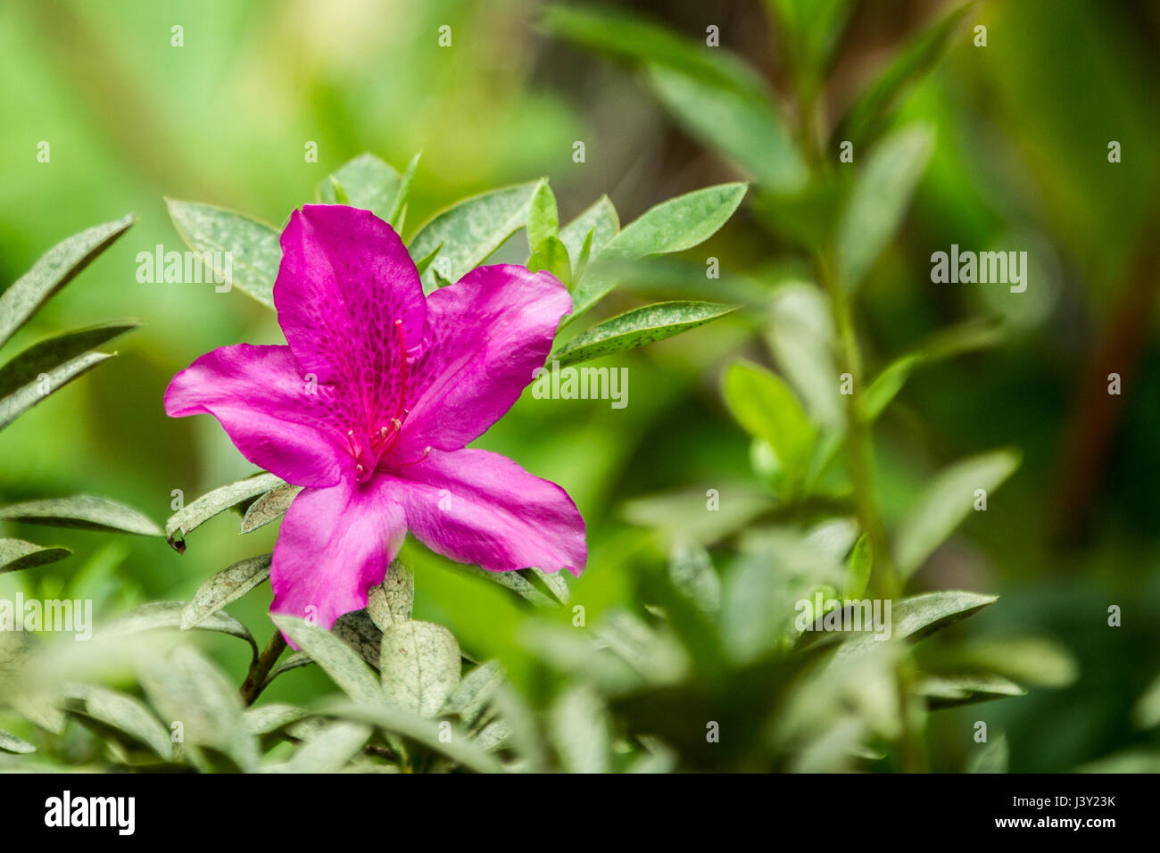 Pink Rainforest Flowers