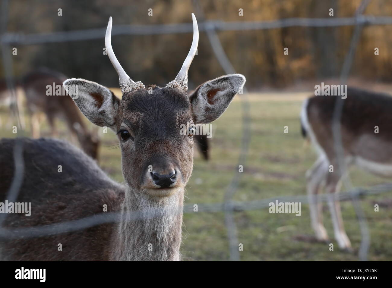European Roe Deer Stock Photo - Alamy