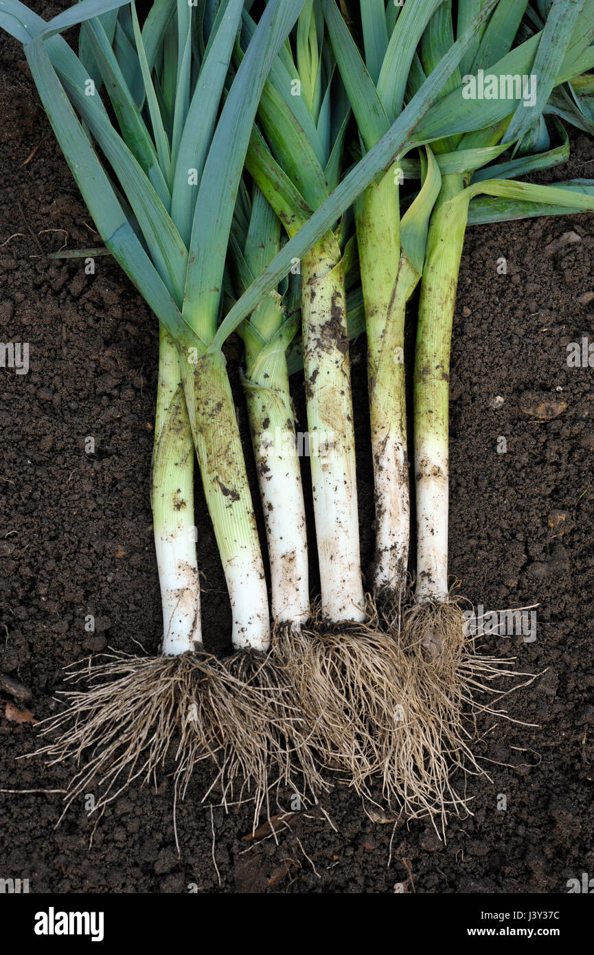 Allium porrum hi-res stock photography and images - Alamy