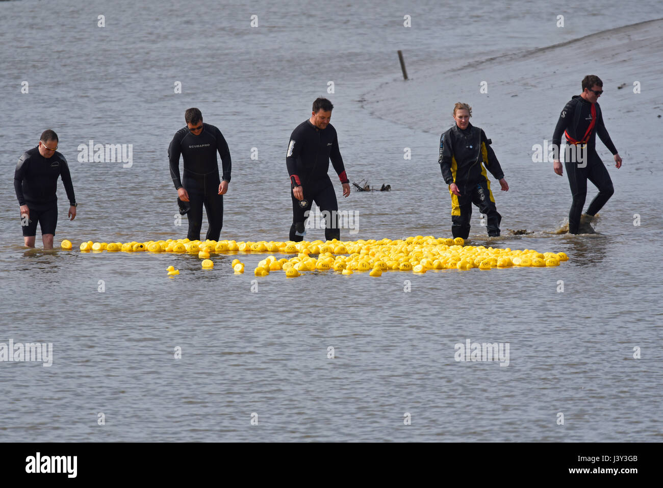 Men in wetsuits organise yellow 'rubber' plastic ducks during a duck ...