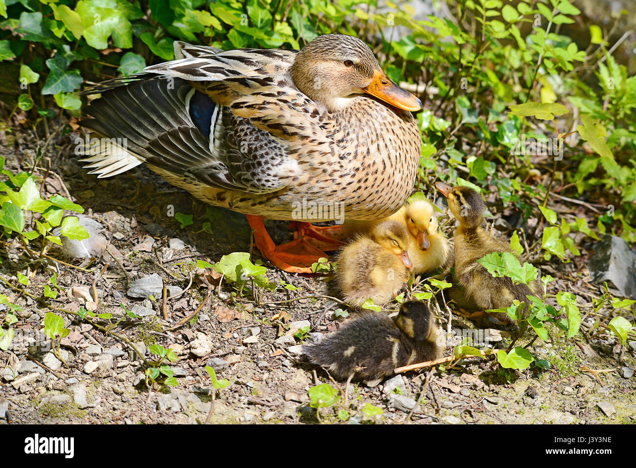 Closeup female duck (Anas) with its ducklings among vegetation Stock ...