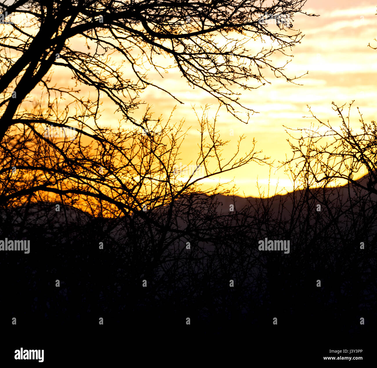 blur in south africa sunrise near branch tree like abstract background ...