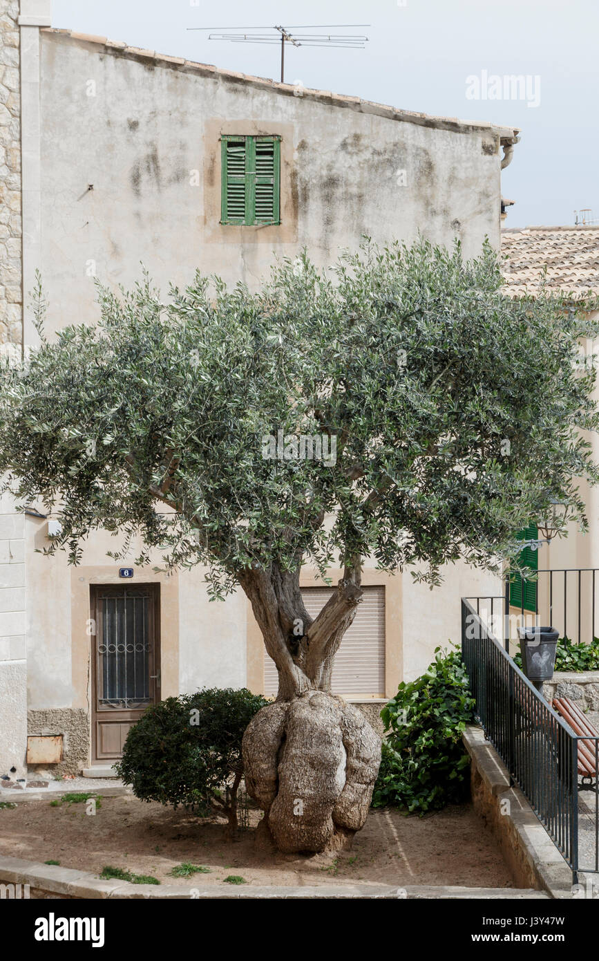 Ancient olive tree in Banyalbufar, Mallorca, Spain Stock Photo - Alamy