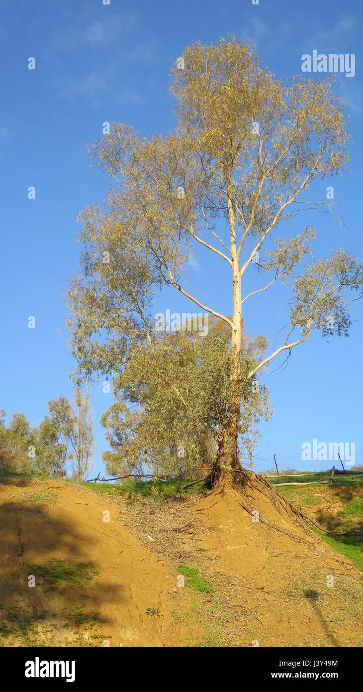 Eucalyptus tree in early morning sunshine in Alora Countryside ...
