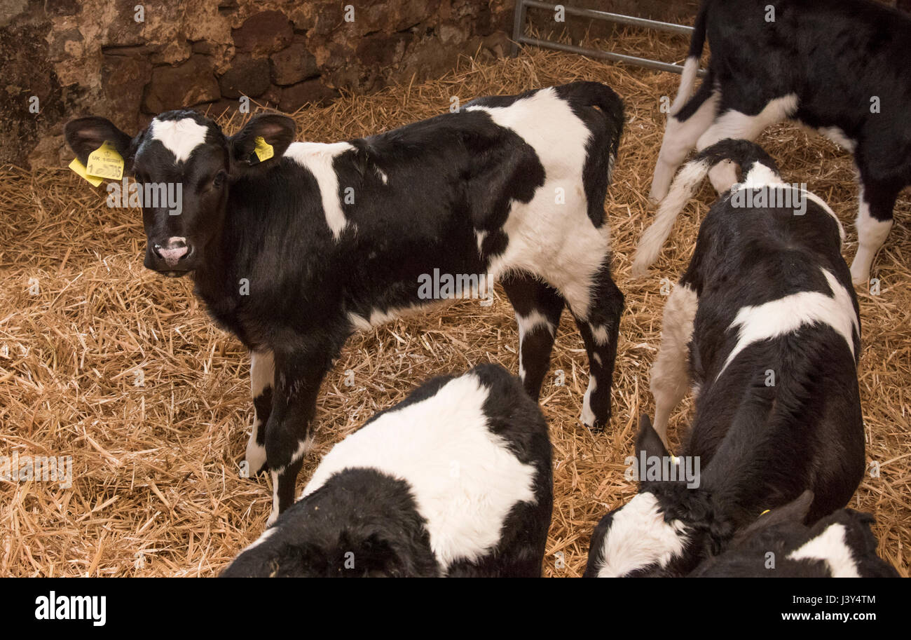 Calf rearing hi-res stock photography and images - Alamy