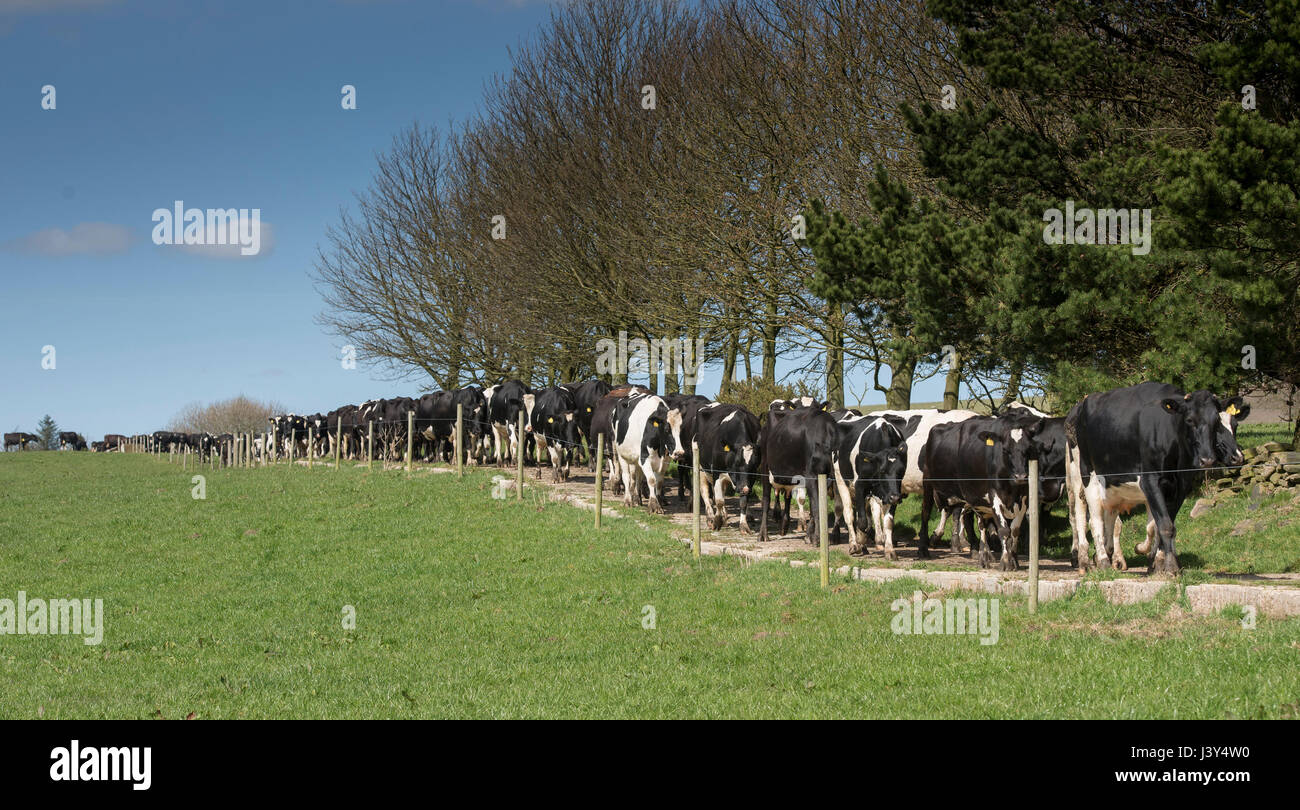 Dairy cows coming in for milking down a concrete railway sleeper cow ...