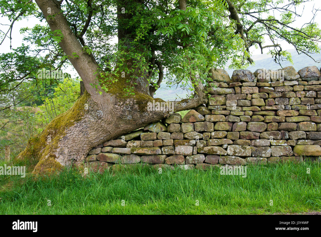 A dry stone wall built to fit round a tree at Marshaw, Lancaster ...