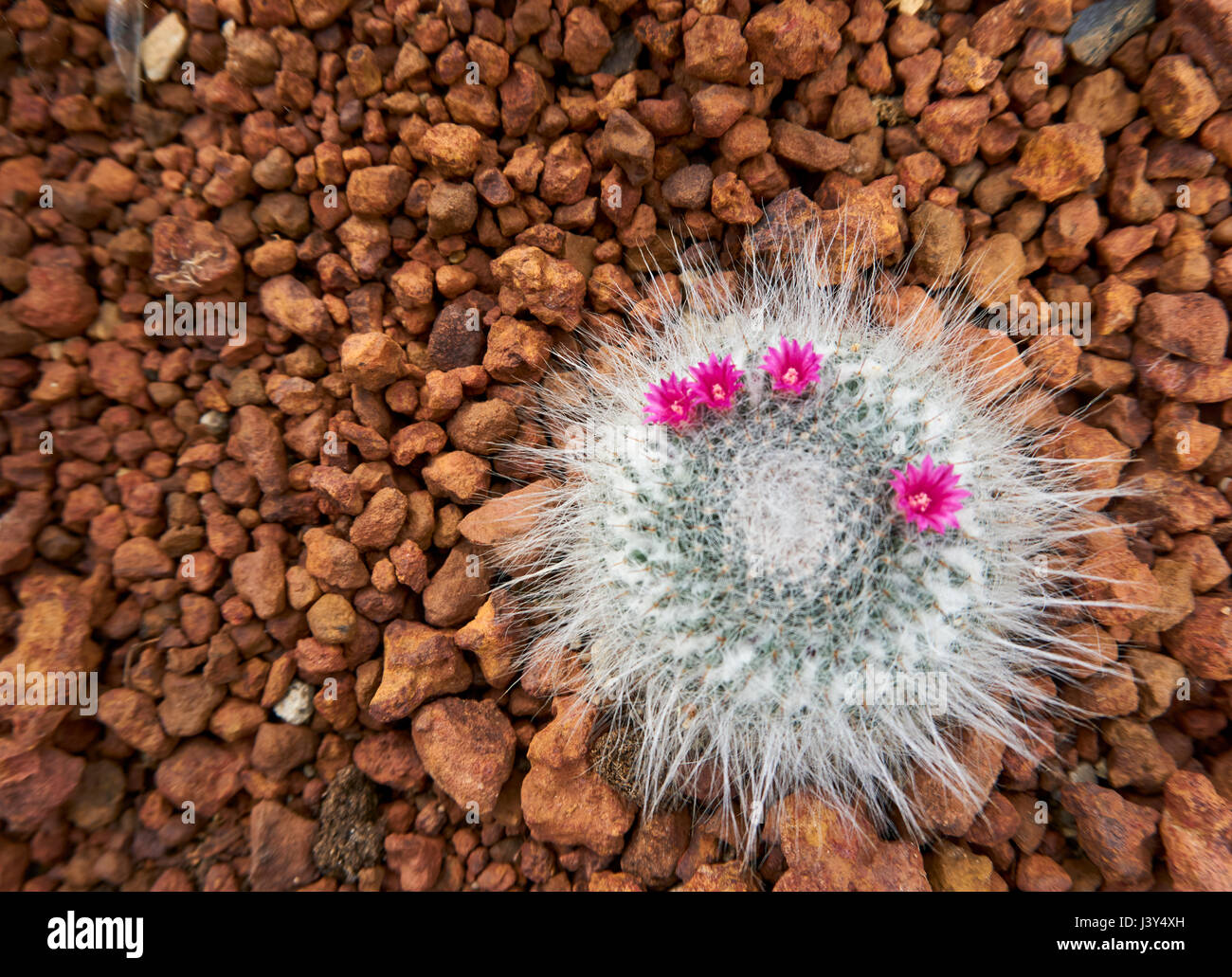 Cactus tree shape growing hi-res stock photography and images - Alamy