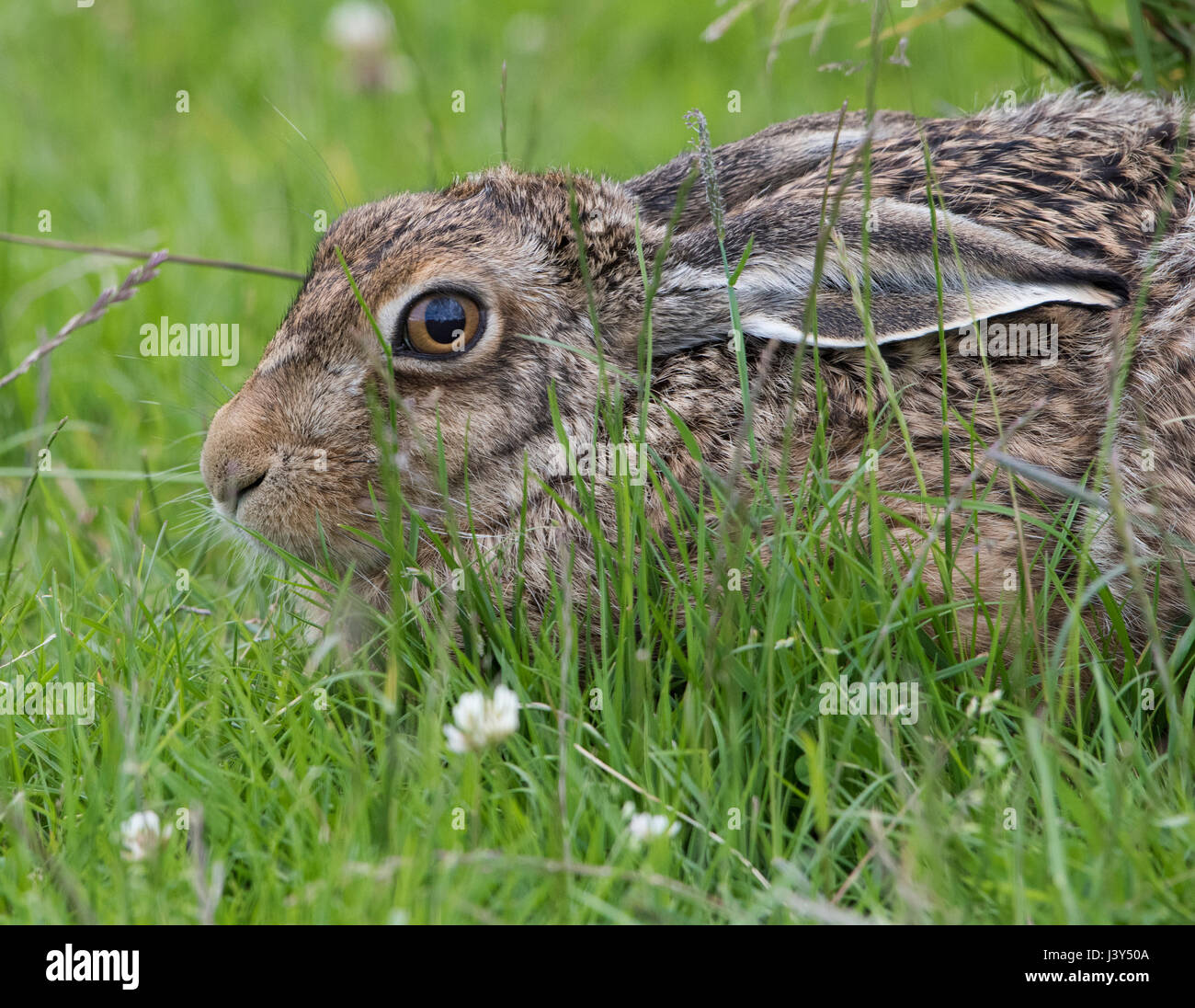 A European Brown hare lying in a field, Cow Ark, Clitheroe, Lancashire ...