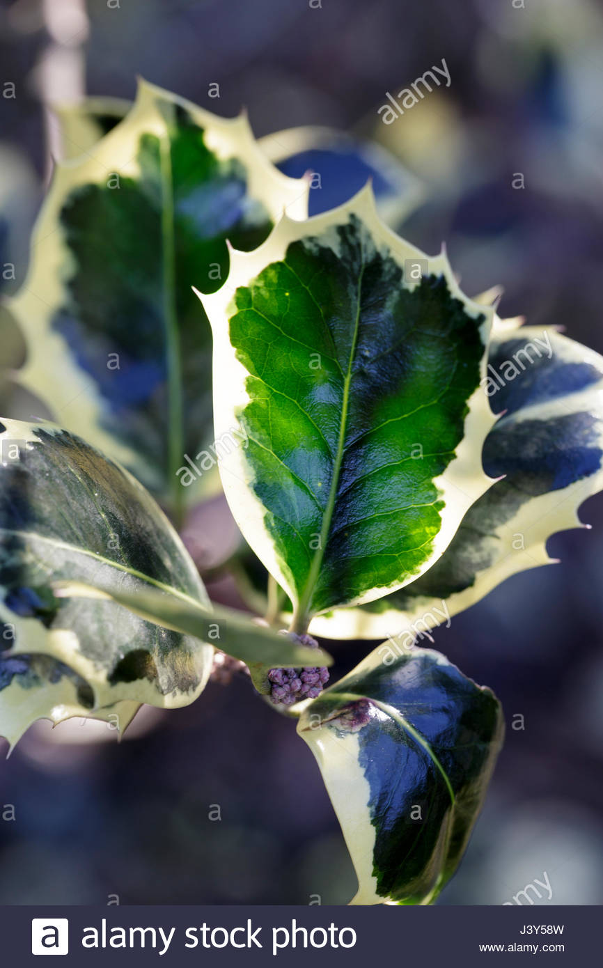 Variegated Holly Ilex Aquifolium Stock Photos & Variegated Holly Ilex ...